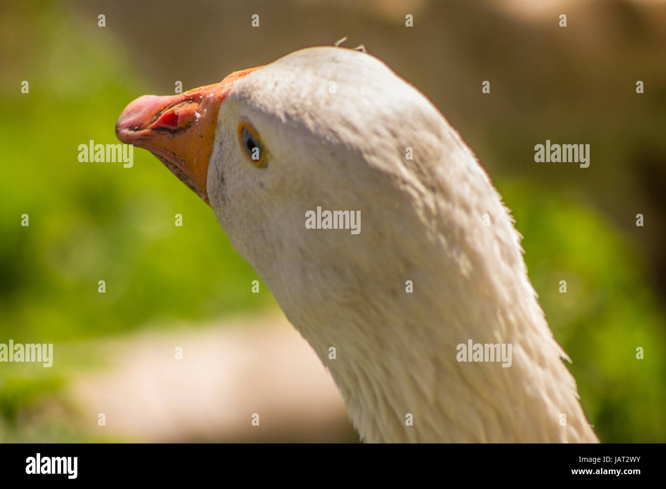 Photo of a goose on farm area Stock Photo - Alamy