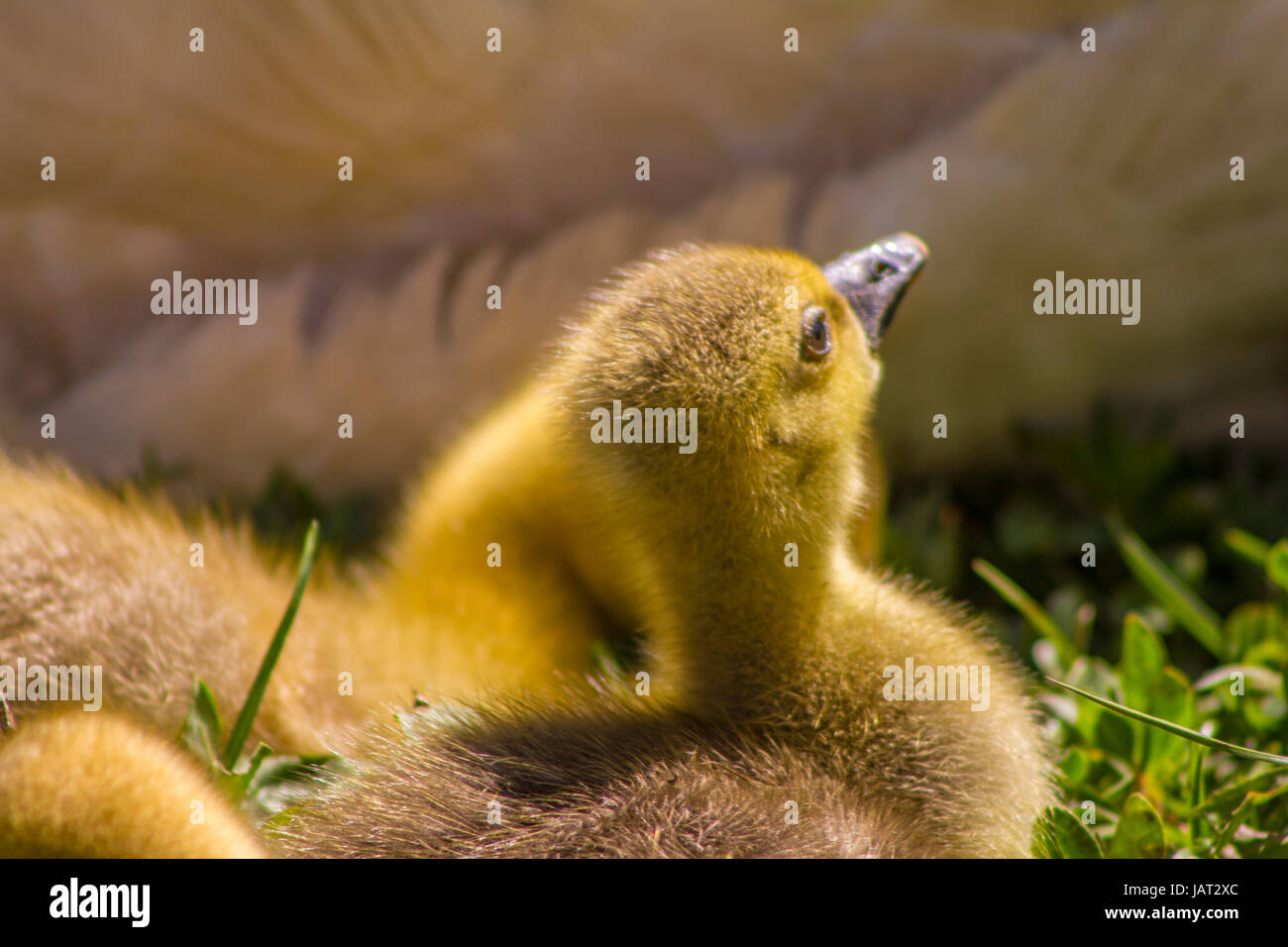 Photo of a baby goose on farm area Stock Photo - Alamy