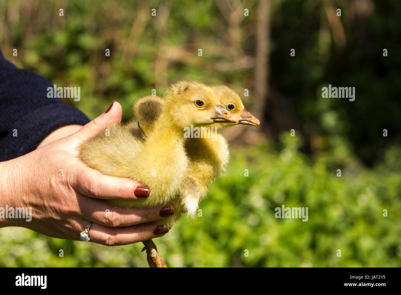 The woman with the goose hi-res stock photography and images - Alamy
