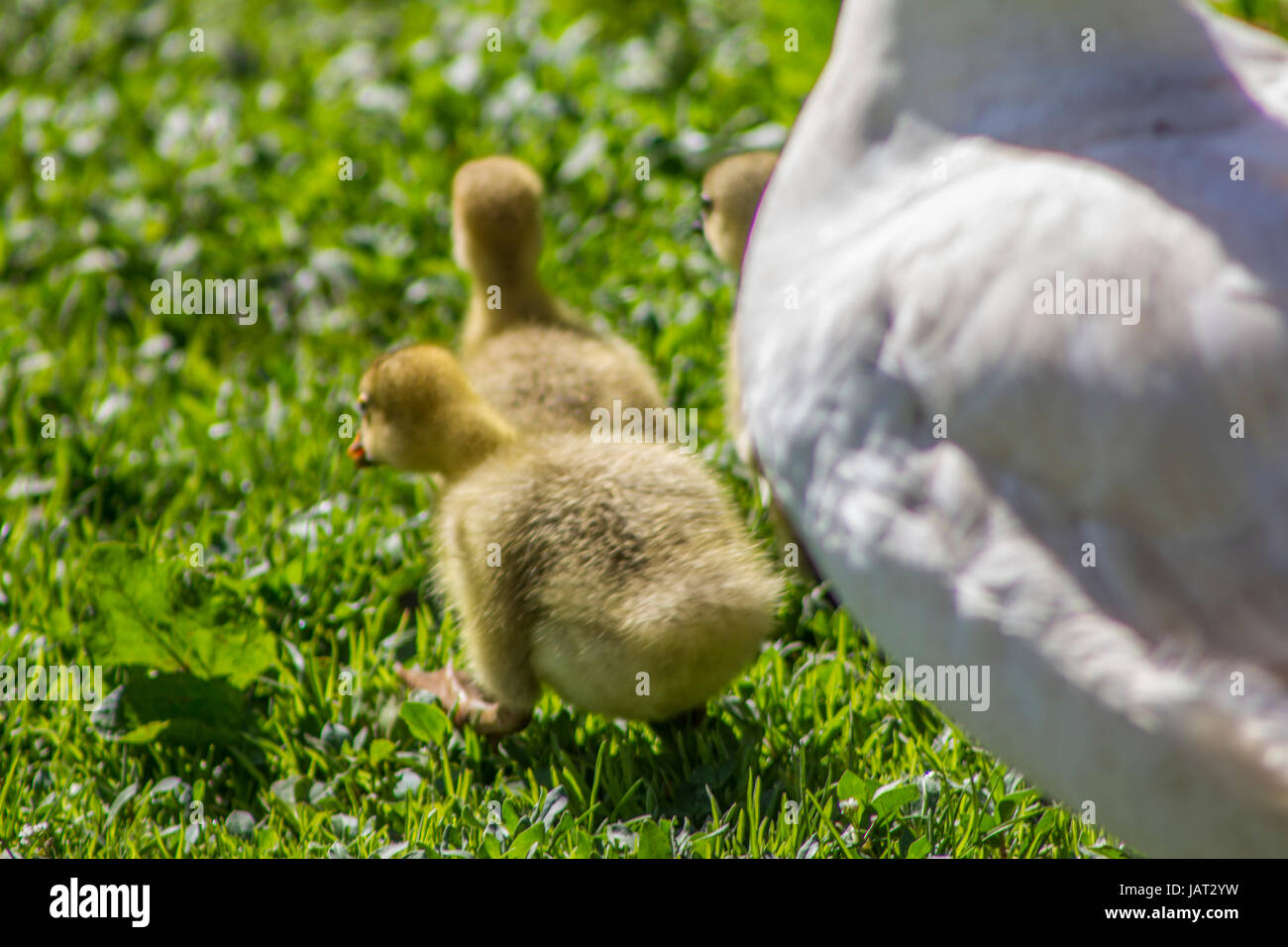 Photo of a baby goose on farm area Stock Photo - Alamy