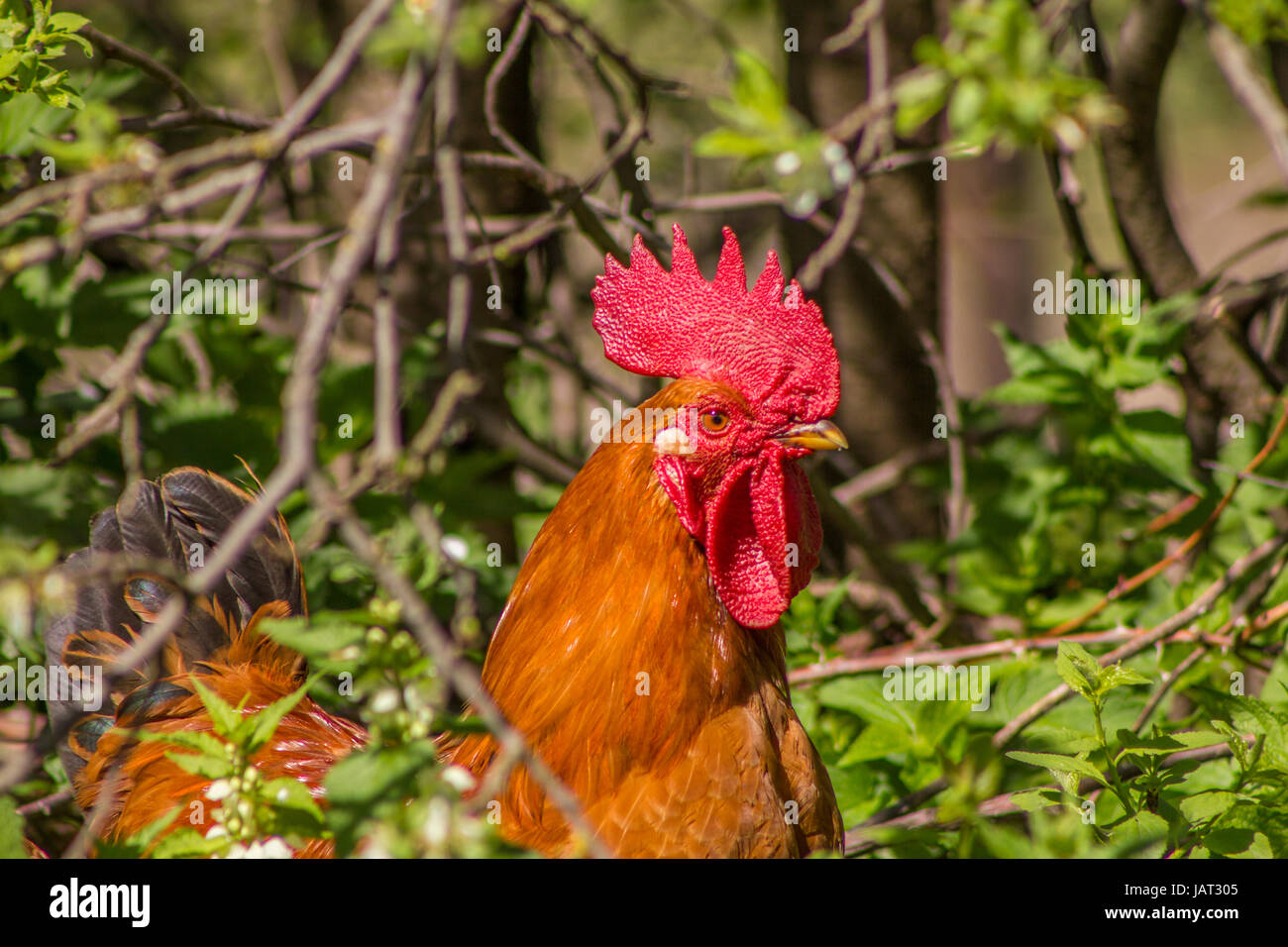 Angry rooster hi-res stock photography and images - Alamy