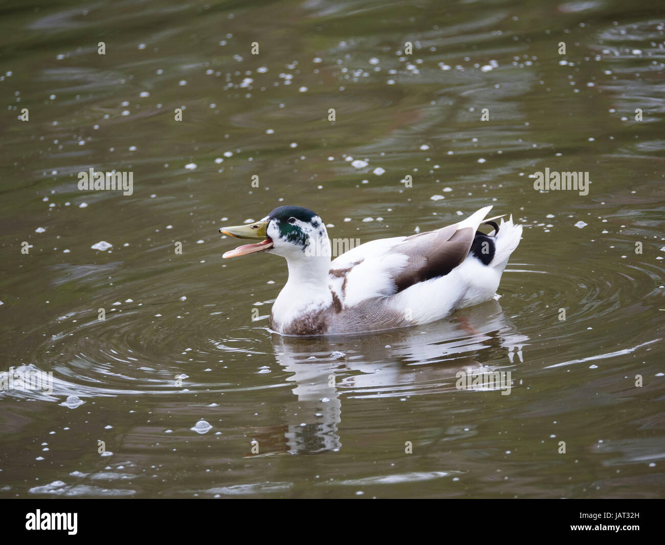 Mallard drake quacking hi-res stock photography and images - Alamy
