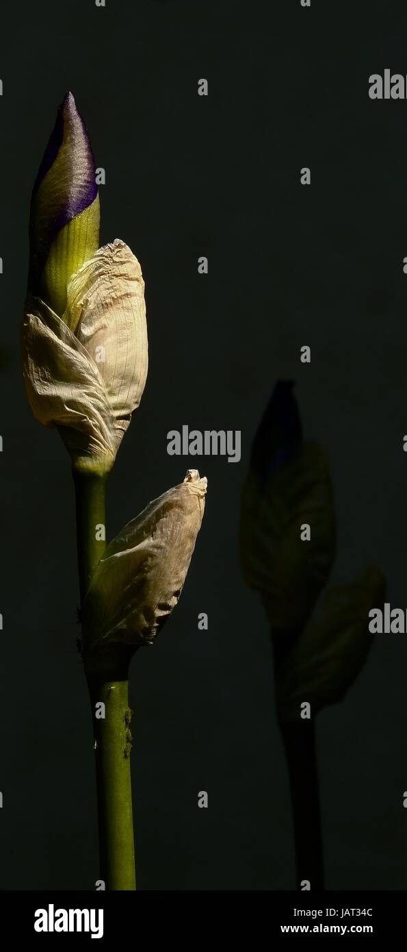 Purple mourning iris hi-res stock photography and images - Alamy