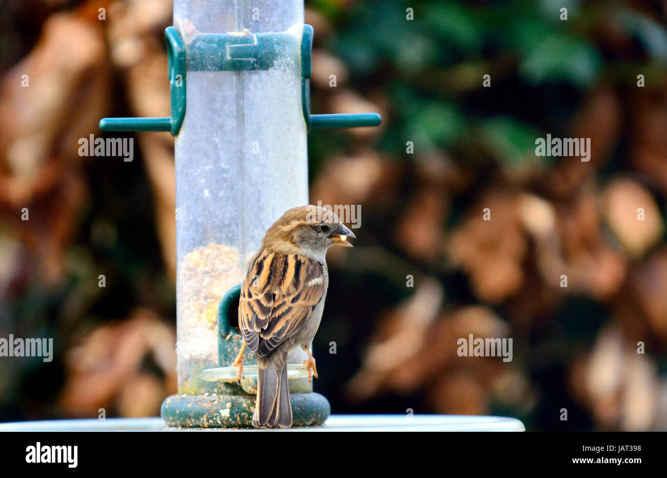 Female House Sparrow (Passer domesticus) eating seed from a garden bird ...