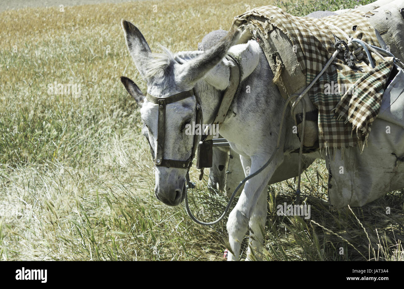 Donkeys with saddle walking in meadow, animals and nature Stock Photo ...