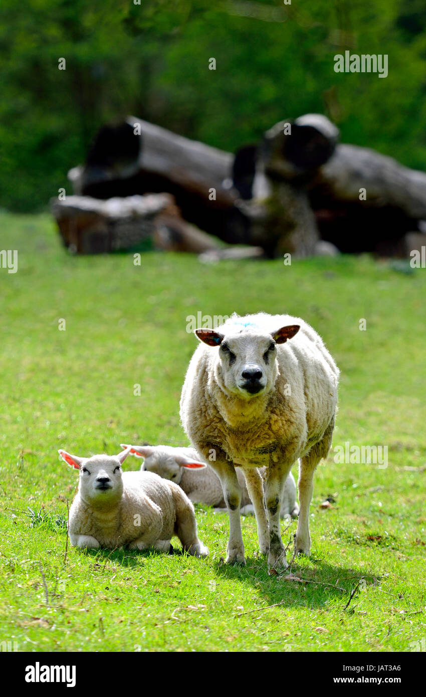 Sheep with lambs in a field in Kent, springtime (April Stock Photo - Alamy