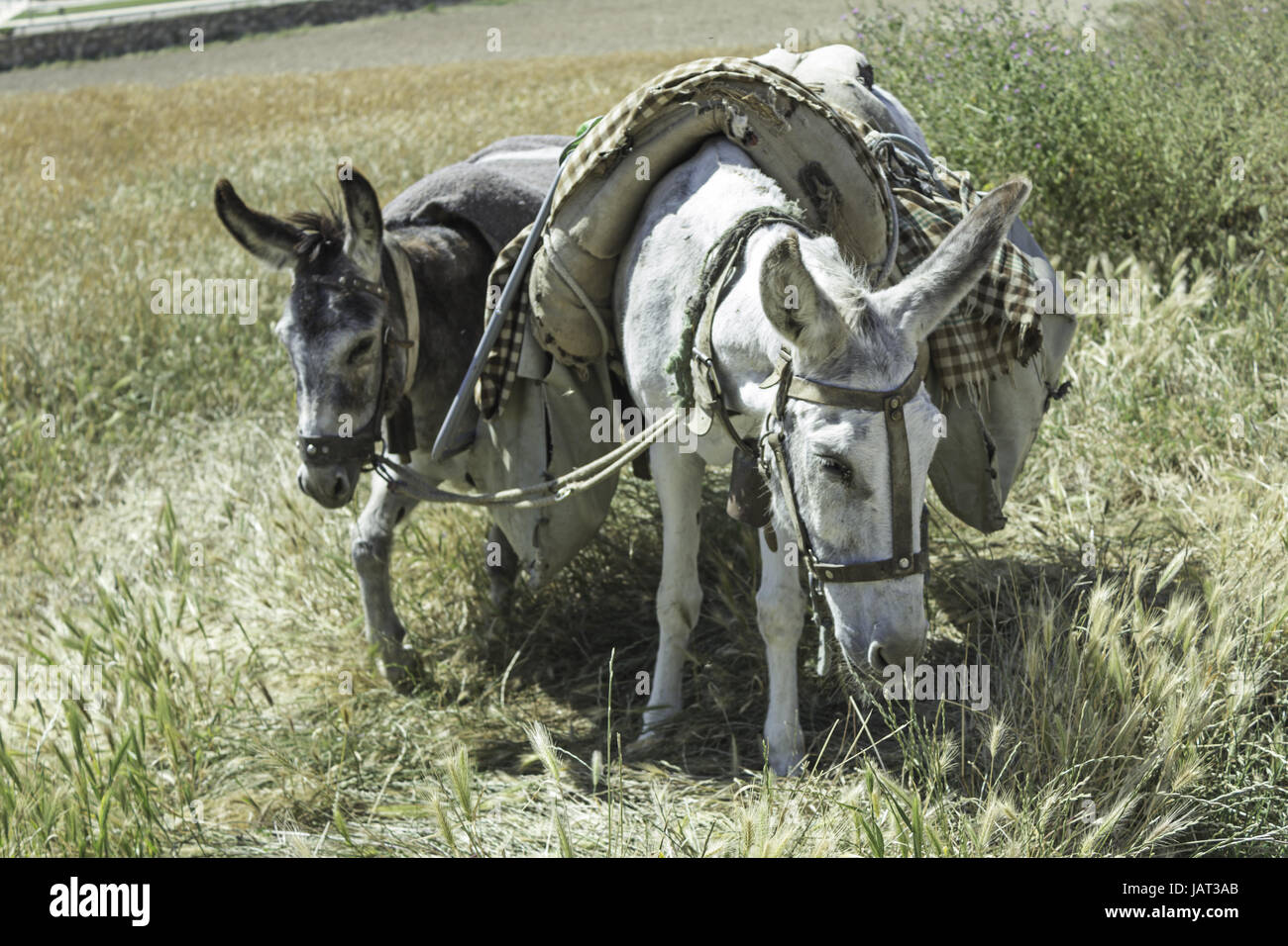 Donkeys with saddle walking in meadow, animals and nature Stock Photo ...