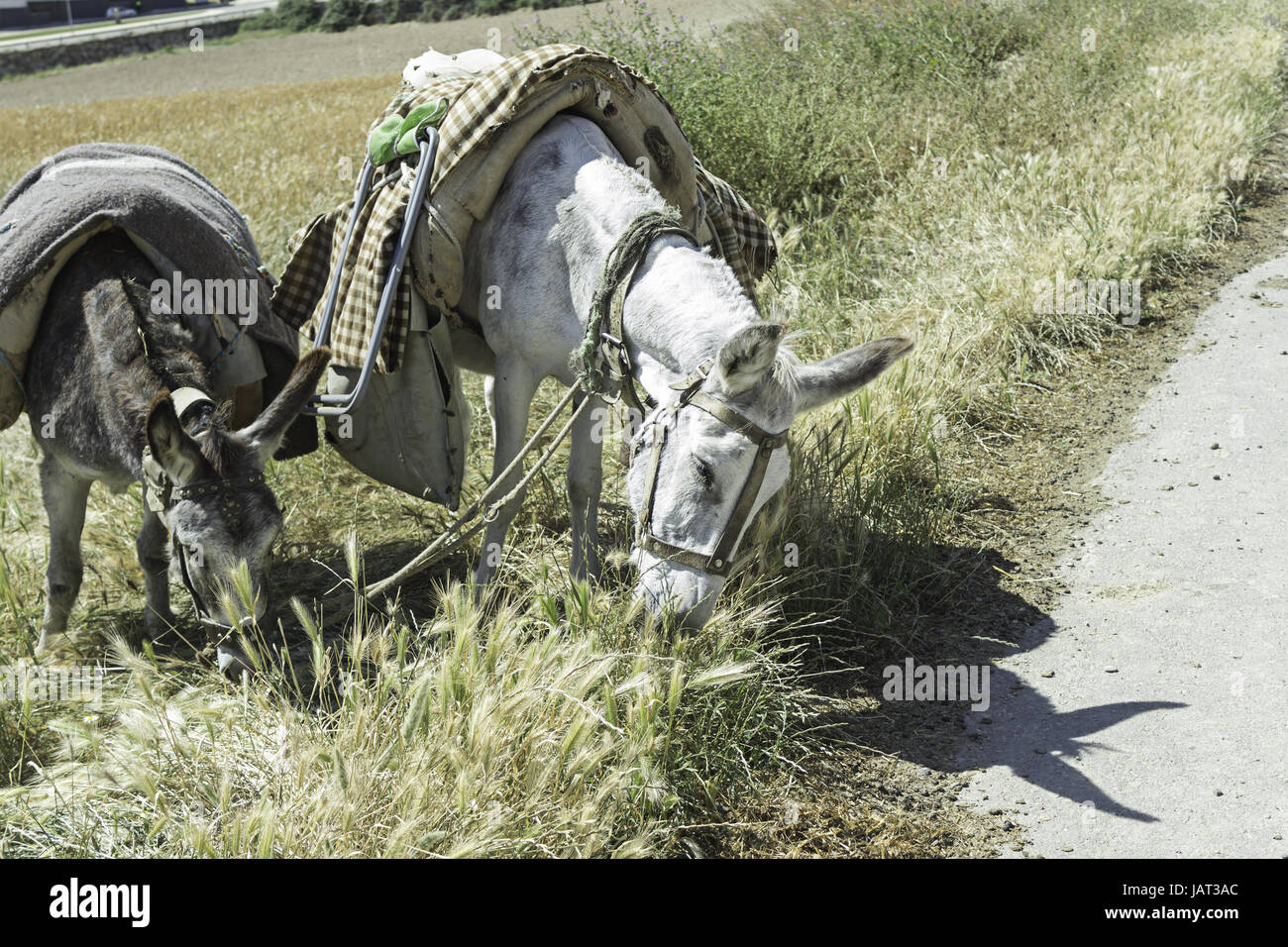 Donkeys with saddle walking in meadow, animals and nature Stock Photo ...