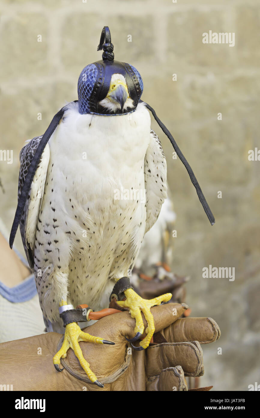 Eagle with her eyes covered prey in falconry show Stock Photo - Alamy