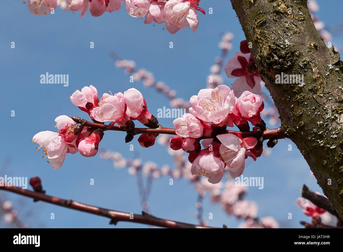 Prunus armenaica blooming Stock Photo - Alamy