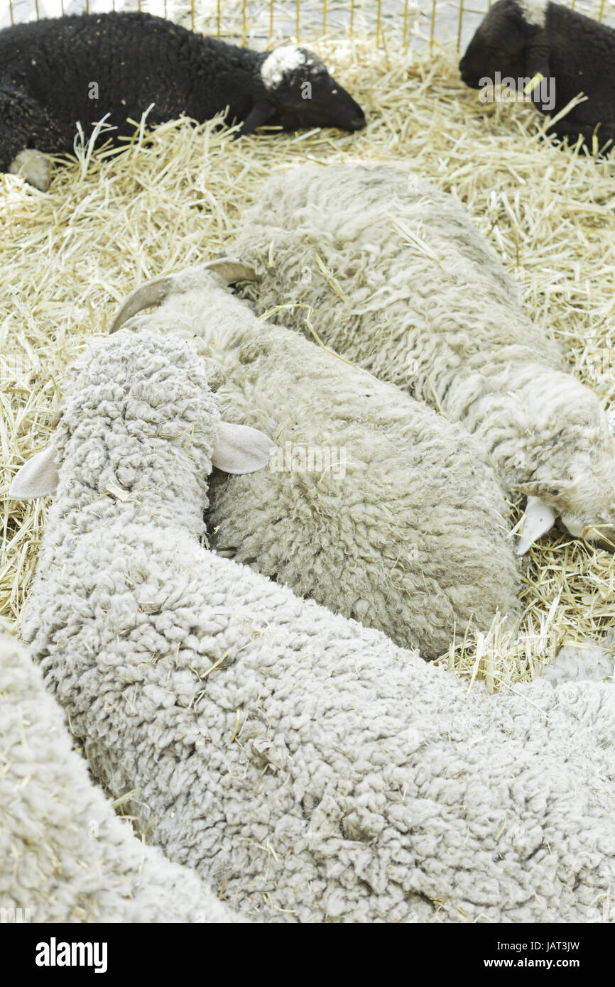 Sheep resting in haystack farm, animals and nature Stock Photo - Alamy
