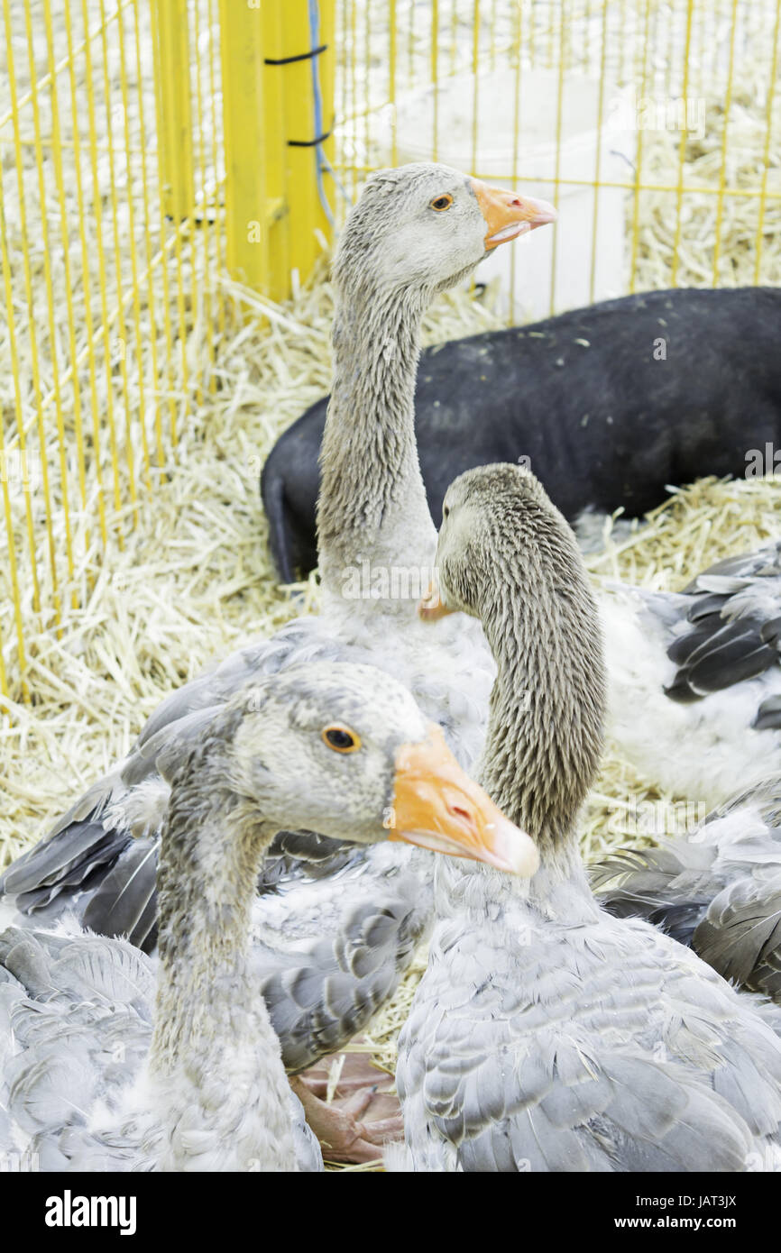 Geese in haystack with beautiful plumage, animals and nature Stock ...