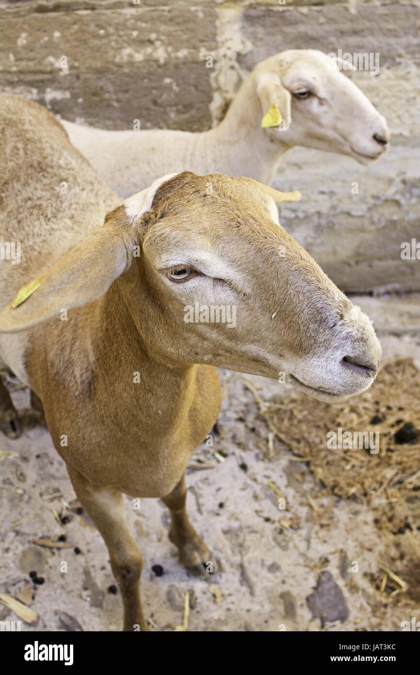 Goats in different colors farm poultry, animals and nature Stock Photo ...