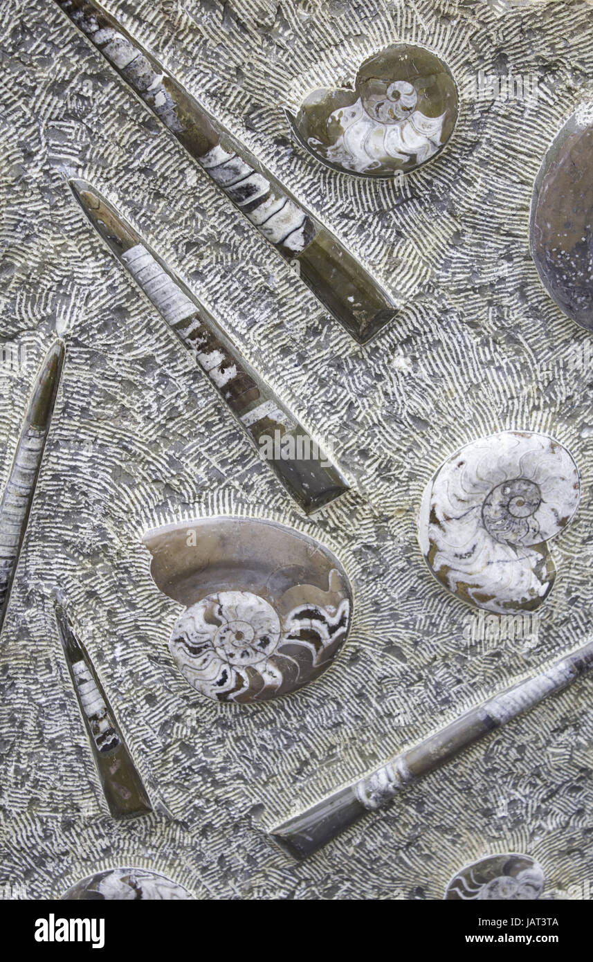 Fossils ancient stone carvings handcrafted, history and culture Stock ...