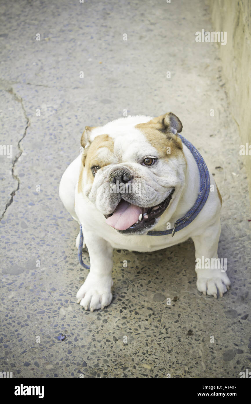 In urban street bulldog dog, animals and nature Stock Photo - Alamy