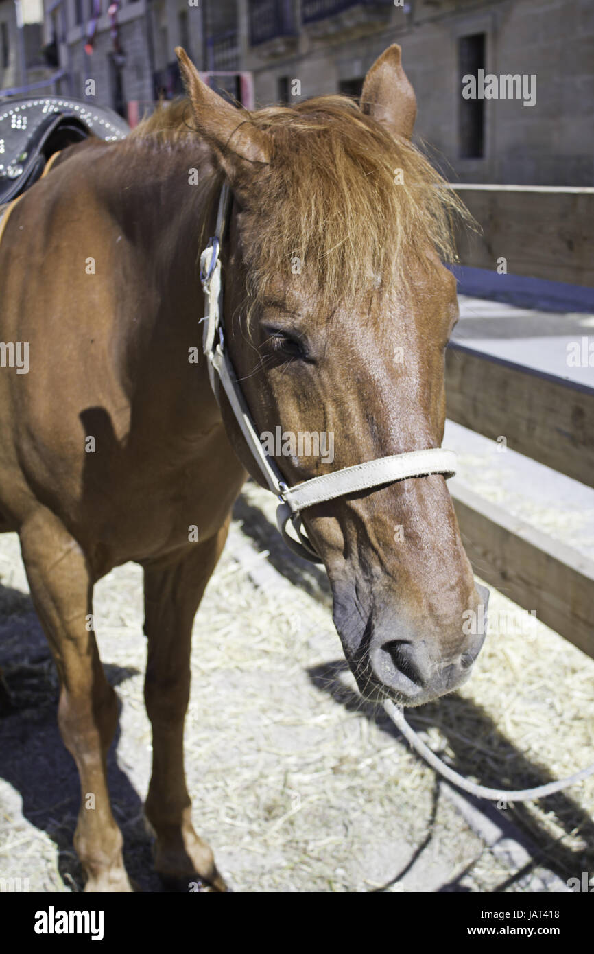 Brown wild Horse in stable, animals and nature Stock Photo - Alamy