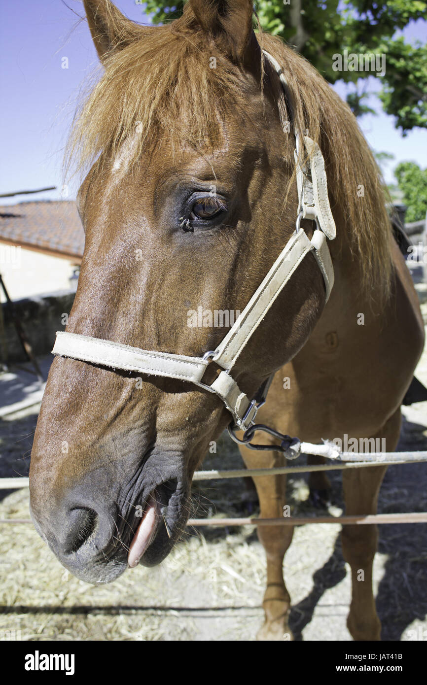 Brown wild Horse in stable, animals and nature Stock Photo - Alamy