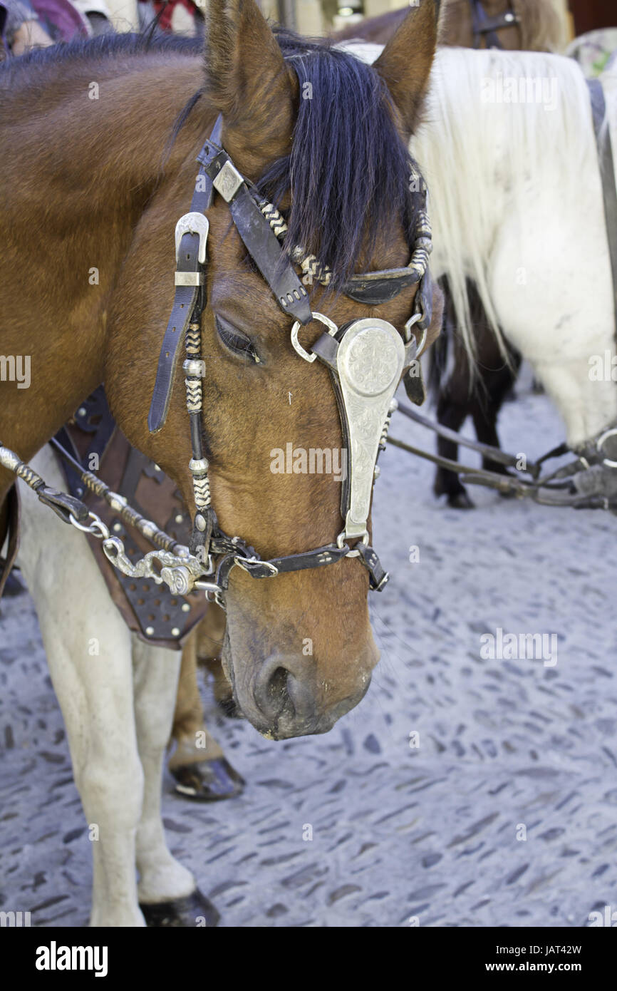 Brown wild Horse in stable, animals and nature Stock Photo - Alamy