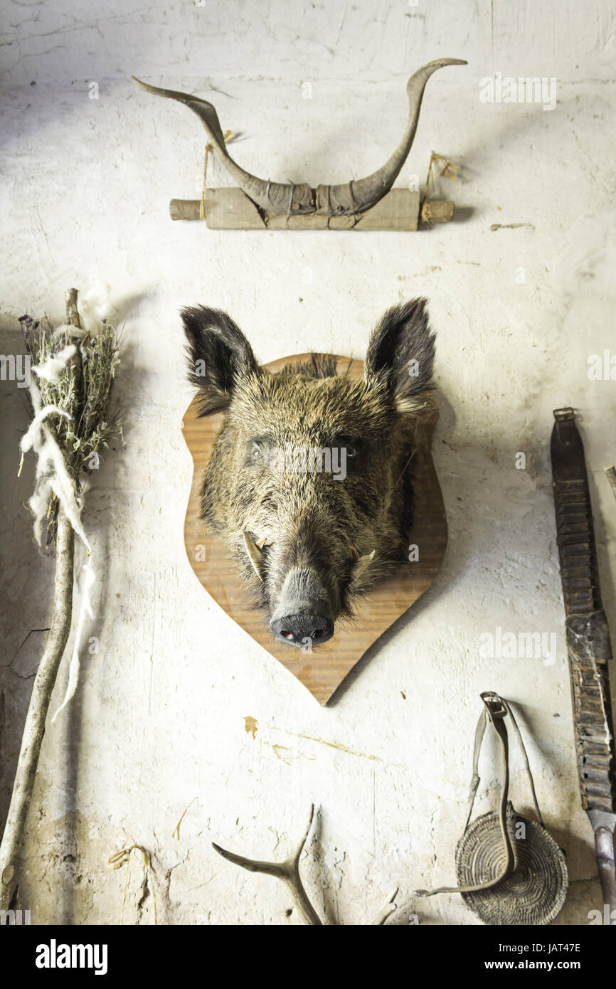 Pig anatomy skeleton hi-res stock photography and images - Alamy