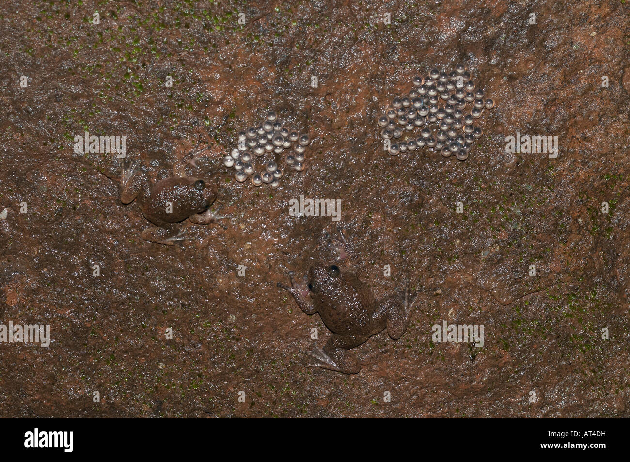 Nyctibatrachus frog hi-res stock photography and images - Alamy