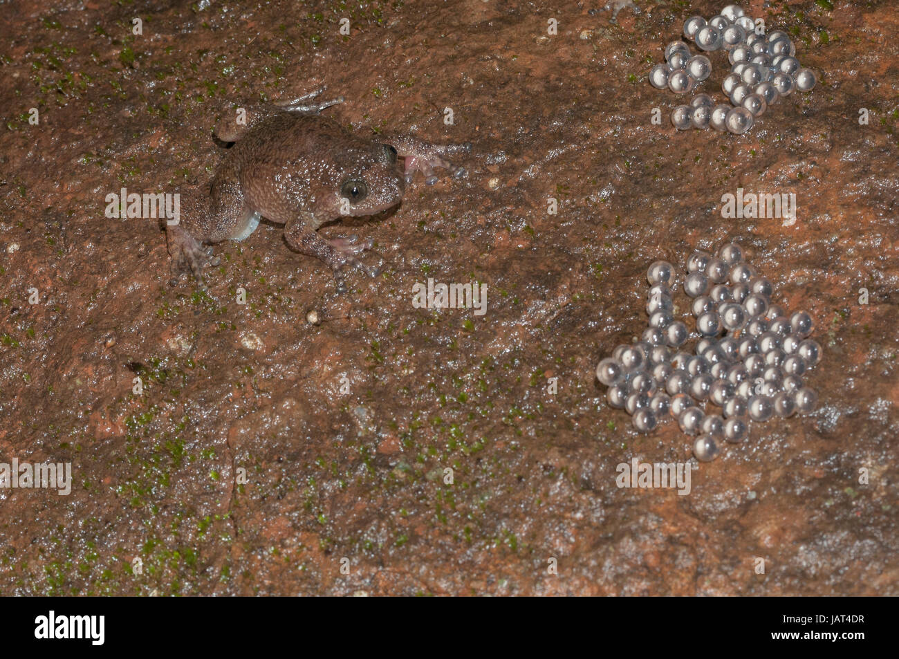 Nyctibatrachus or Night Frog Stock Photo - Alamy