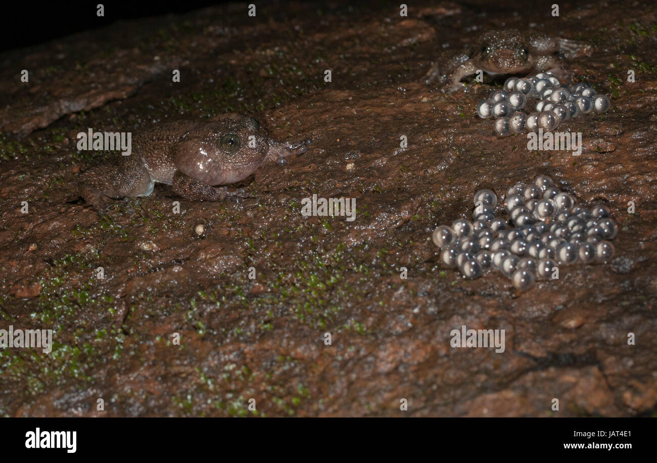 Night frog india hi-res stock photography and images - Alamy