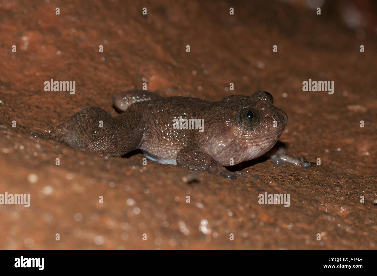 Nyctibatrachus frog hi-res stock photography and images - Alamy