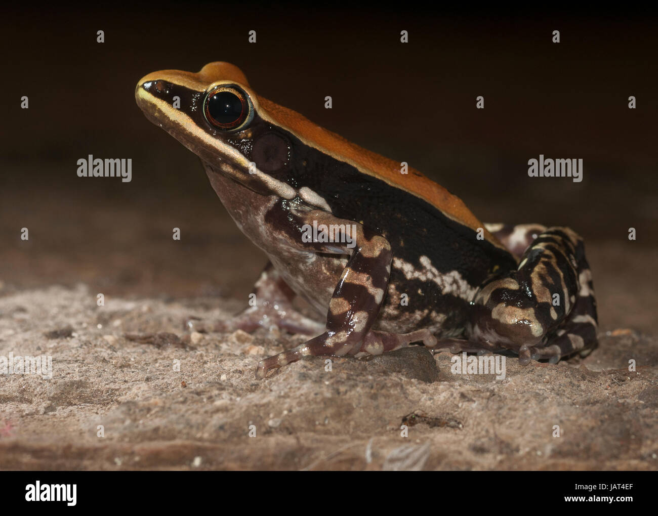 Frod hi-res stock photography and images - Alamy