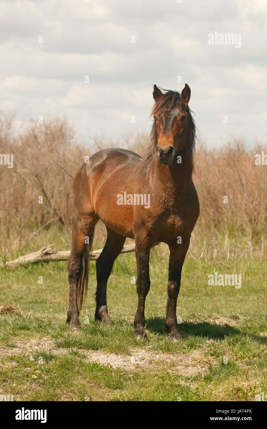 Overgrazing forest hi-res stock photography and images - Alamy