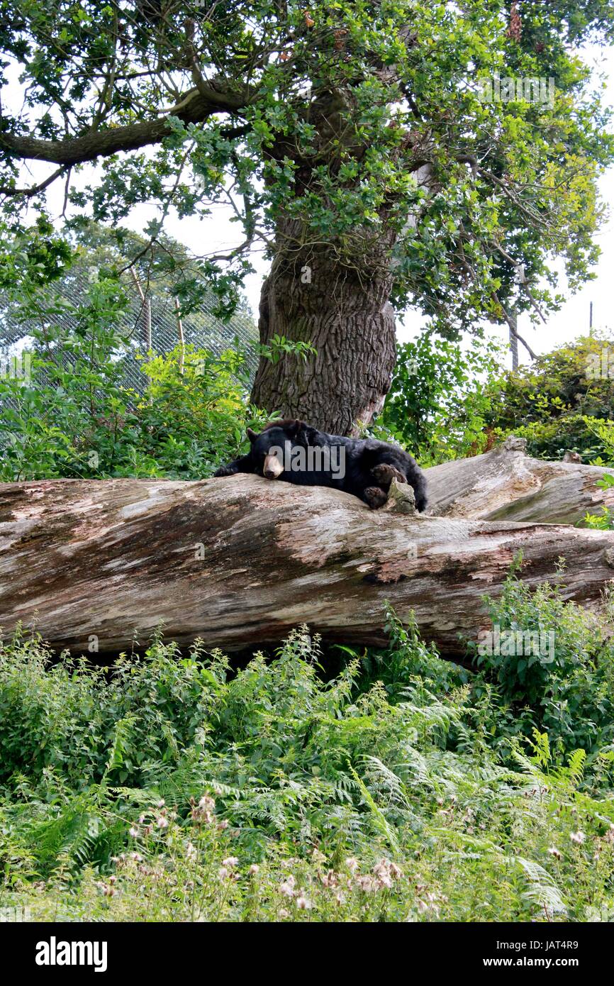 Bear Laying On Tree In Whipsnade Zoo Stock Photo - Alamy