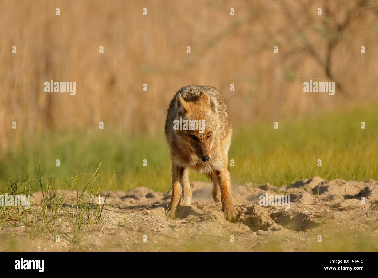 Golden jackal romania High Resolution Stock Photography and Images - Alamy