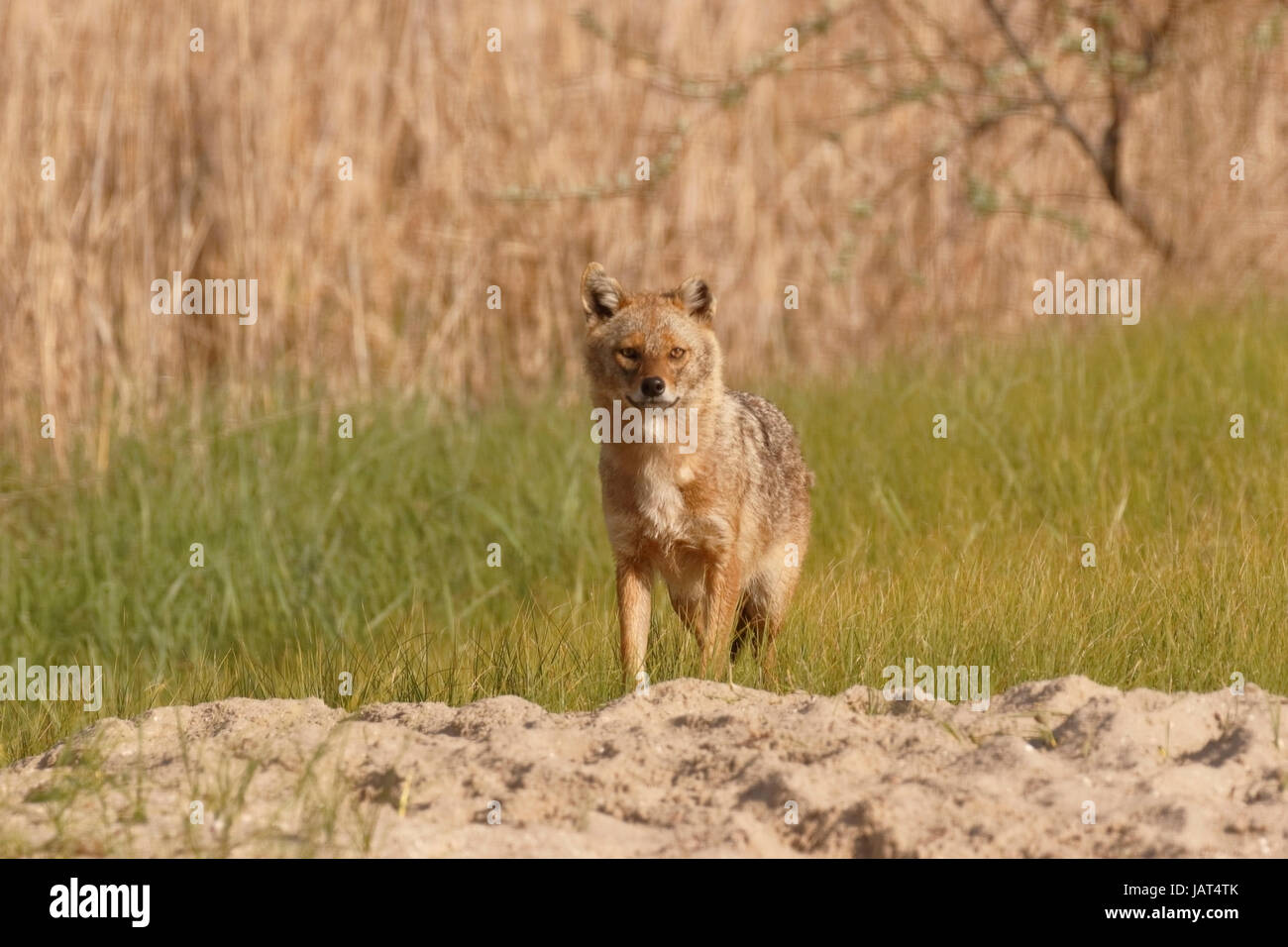 golden jackal (Canis aureus) adult standing on short vegetation, Danube delta, Romania Stock ...