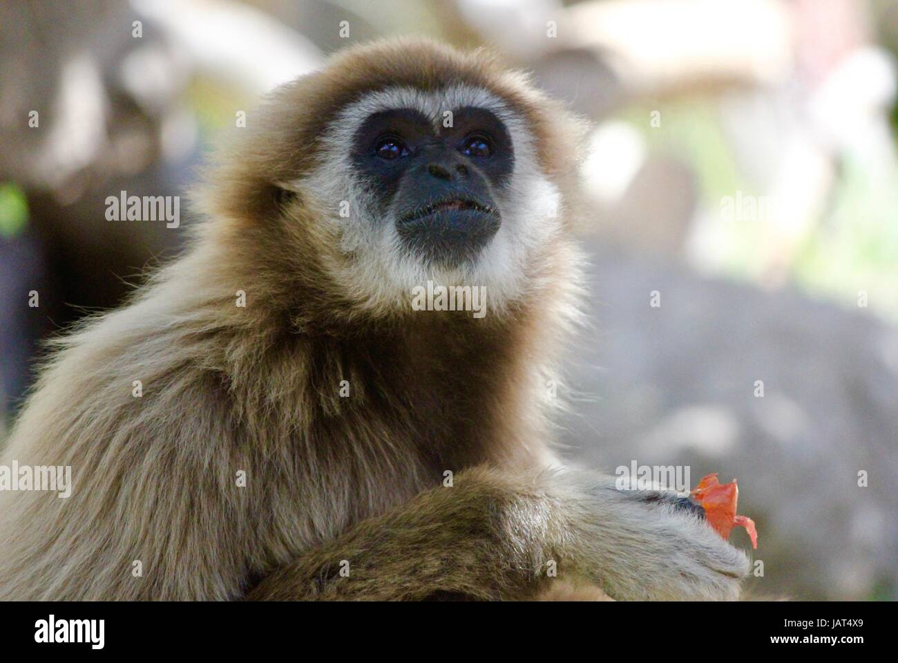 Monkey face flower hi-res stock photography and images - Alamy