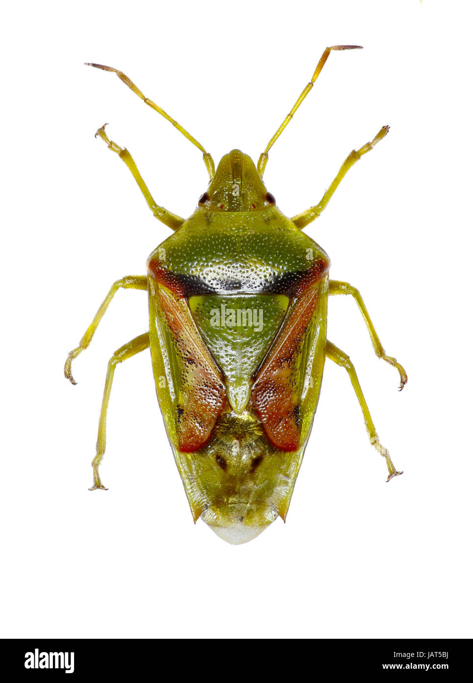 Juniper Shield Bug on white Background - Cyphostethus tristriatus ...
