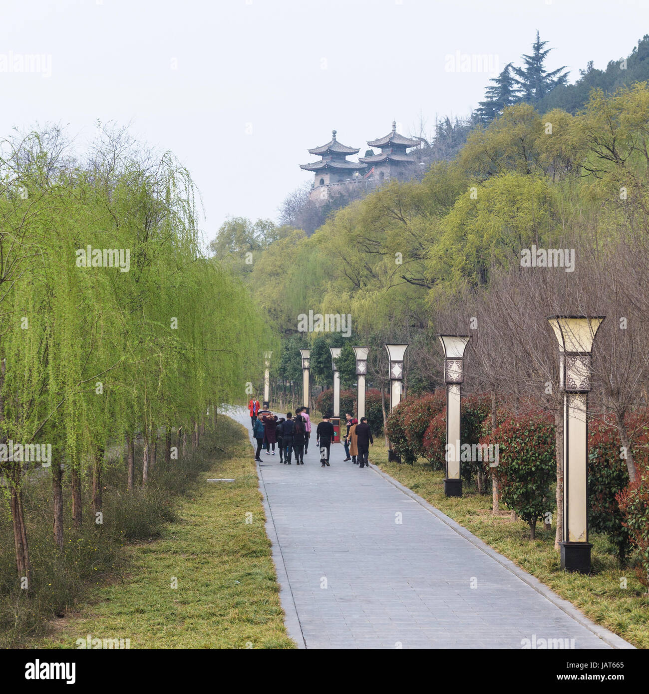 Dragon tree walk hi-res stock photography and images - Alamy