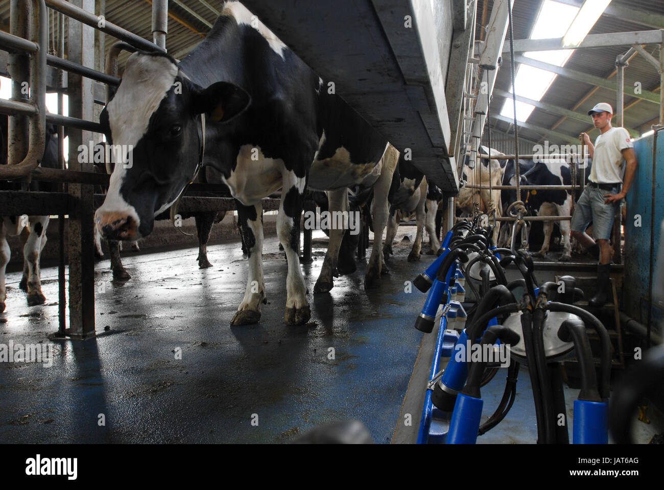Milchkuh milk cow cattle europe hi-res stock photography and images - Alamy