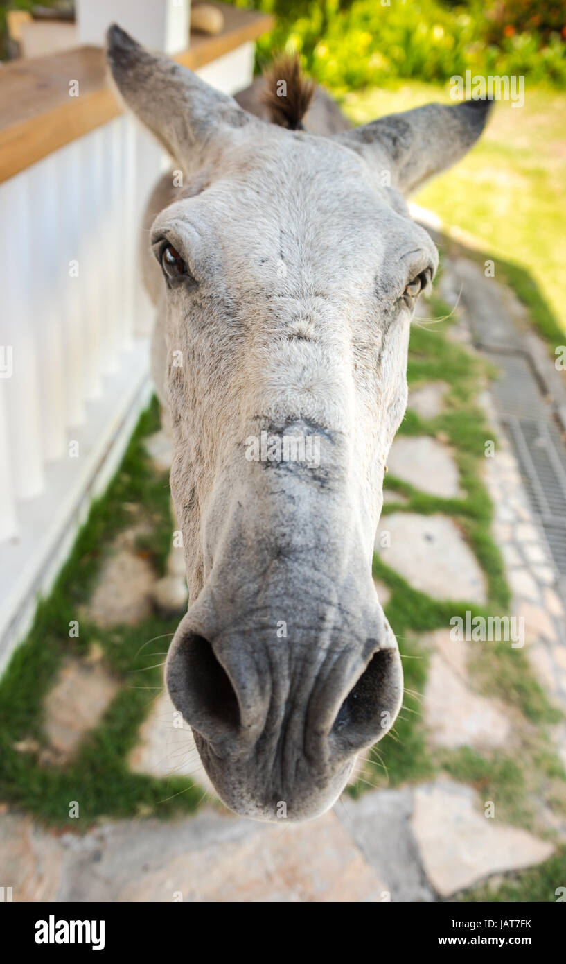 Donkey Head/Face Isolated Stock Photo - Alamy