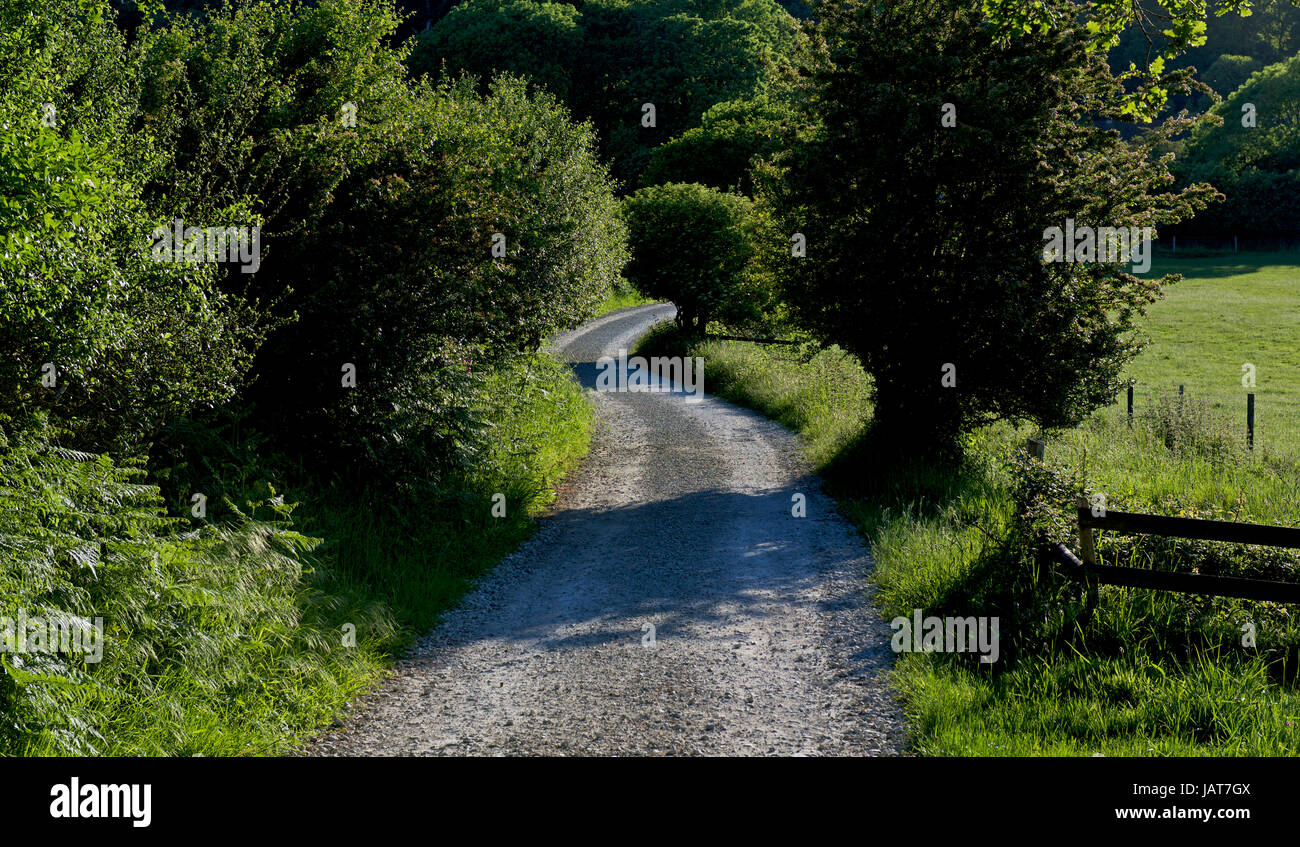 Track meandering through the RSPB nature reserve of Arne, Dorset ...