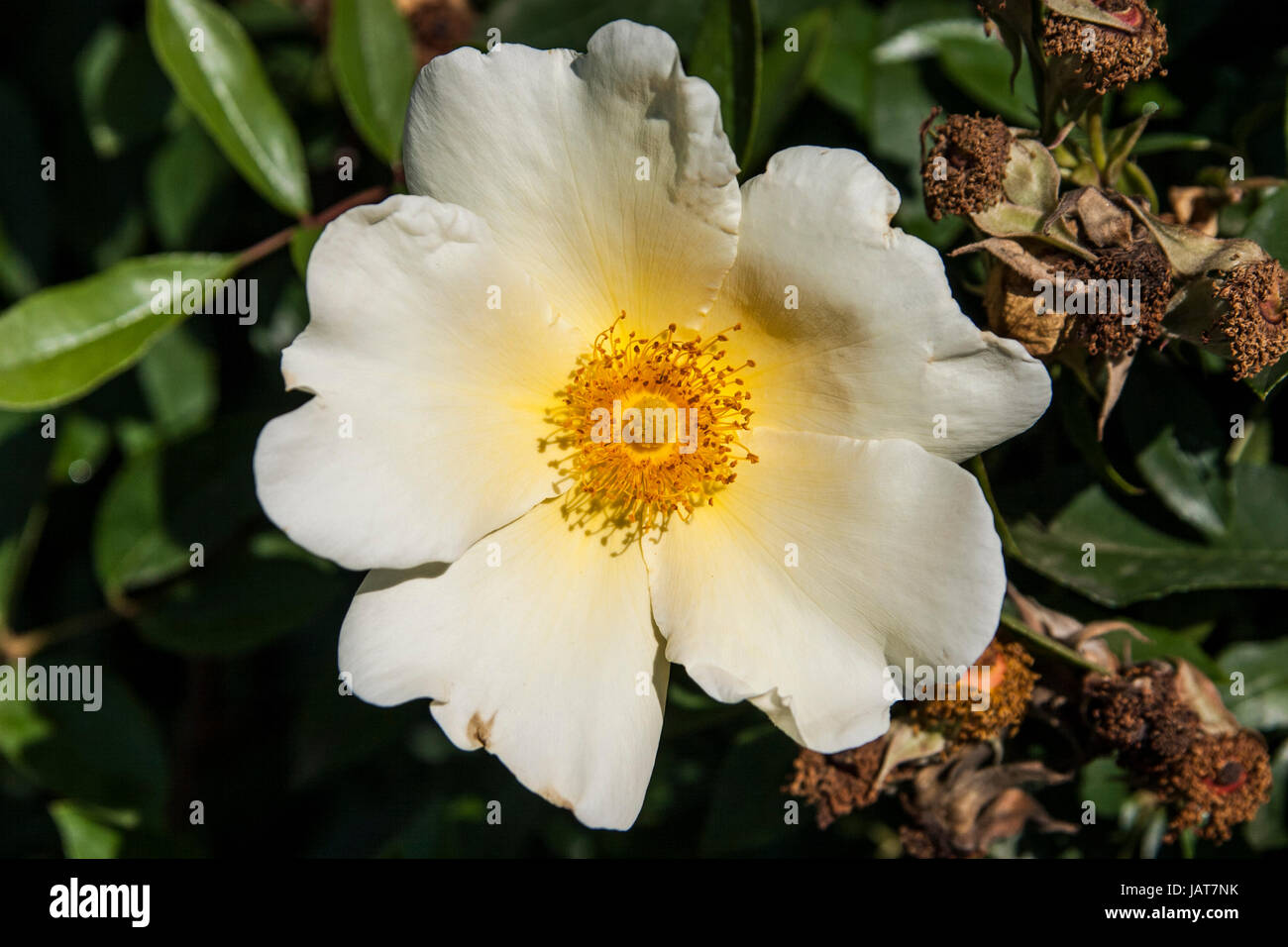 Rosaceae Rosa laevigata also known as Cherokee rose and emblem of the ...