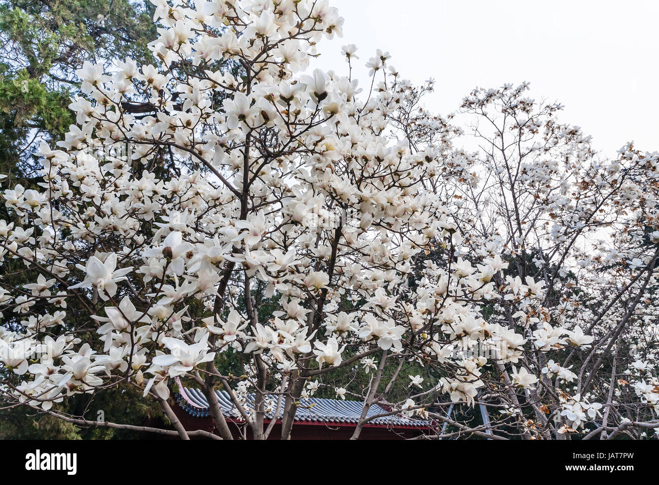 travel to China - white flowers on magnolia trees in Imperial Ancestral ...