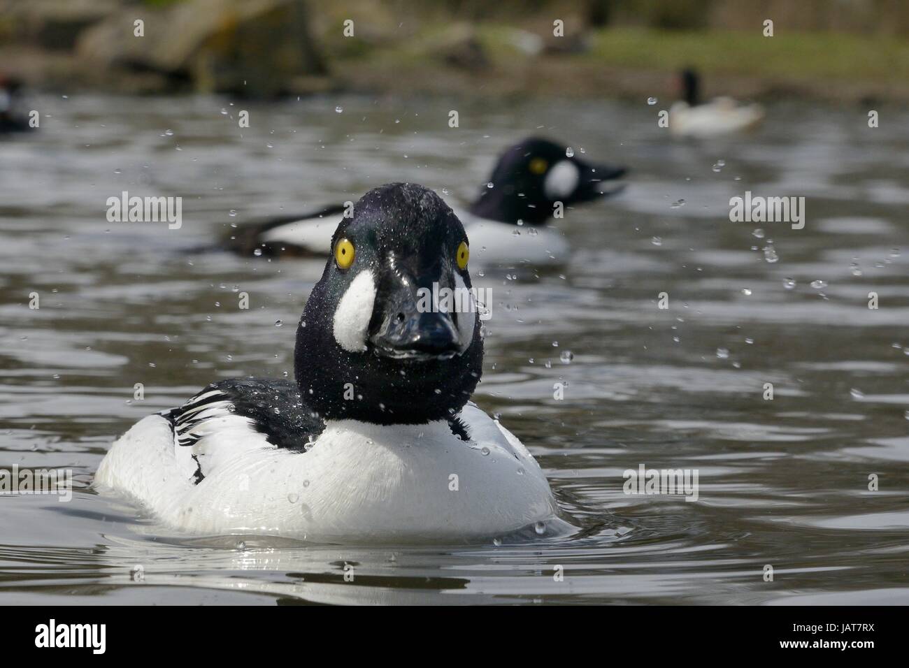 Goldeneye (Bucephala clangula) drake shaking water from its head after ...