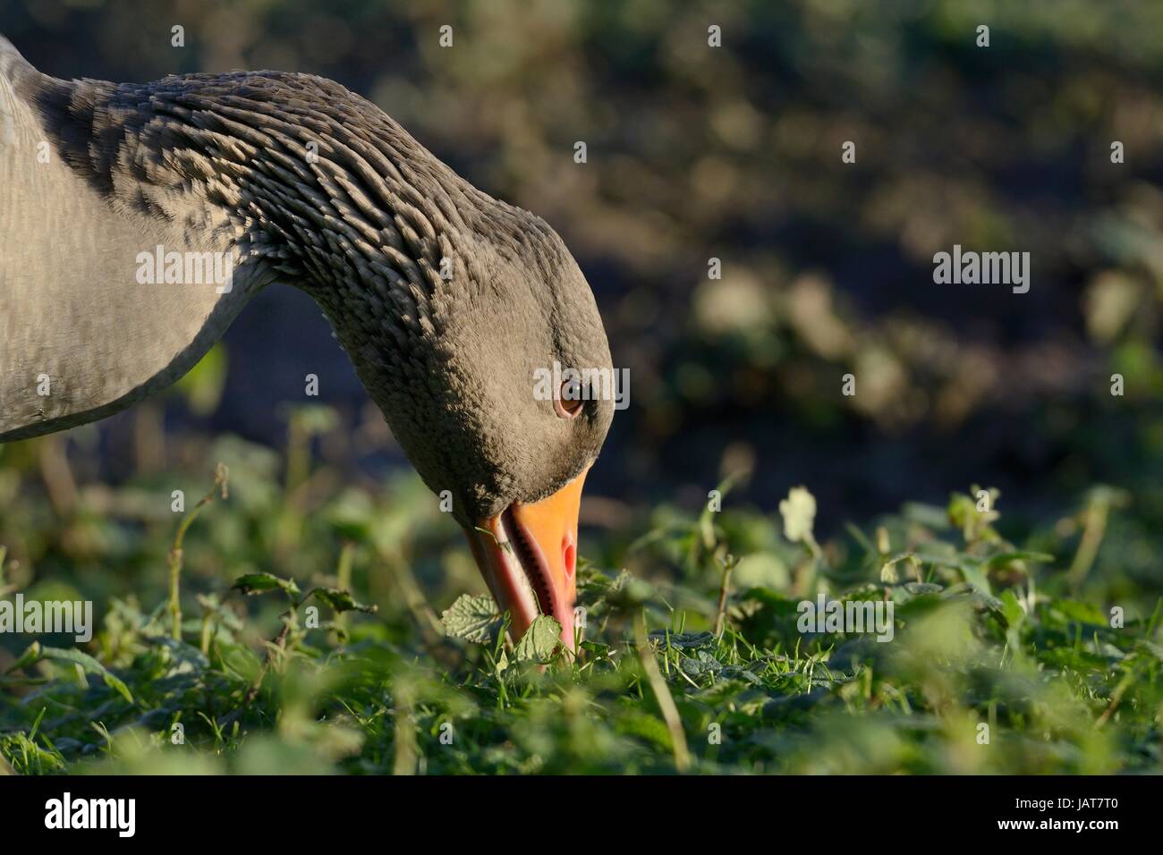 Grassland goose hi-res stock photography and images - Alamy