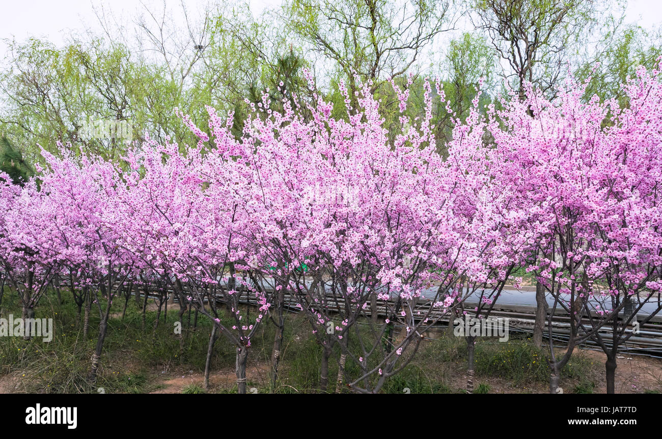 Luoyang city hi-res stock photography and images - Alamy