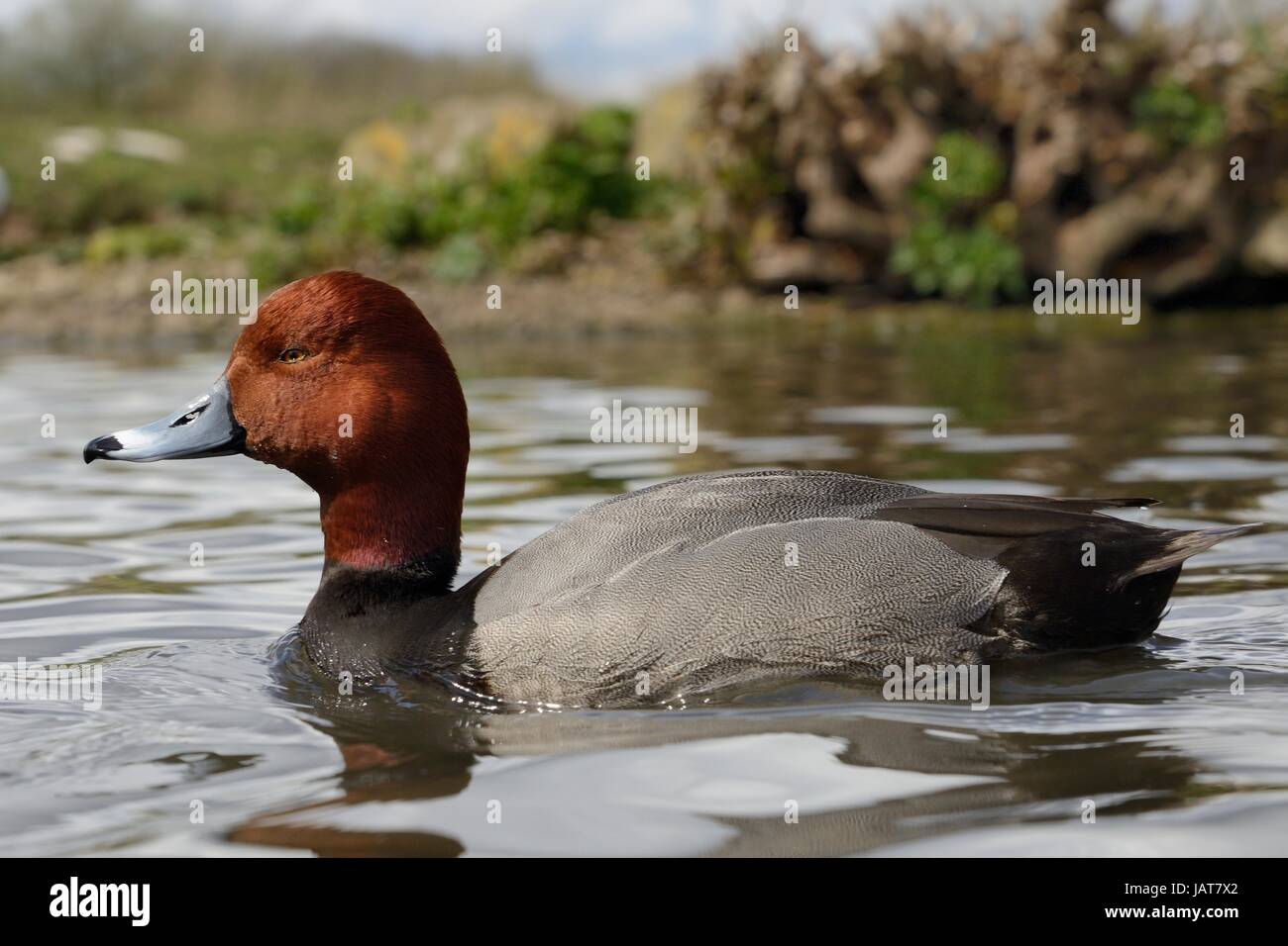 Redhead drake (Aythya americana) swimming Stock Photo - Alamy