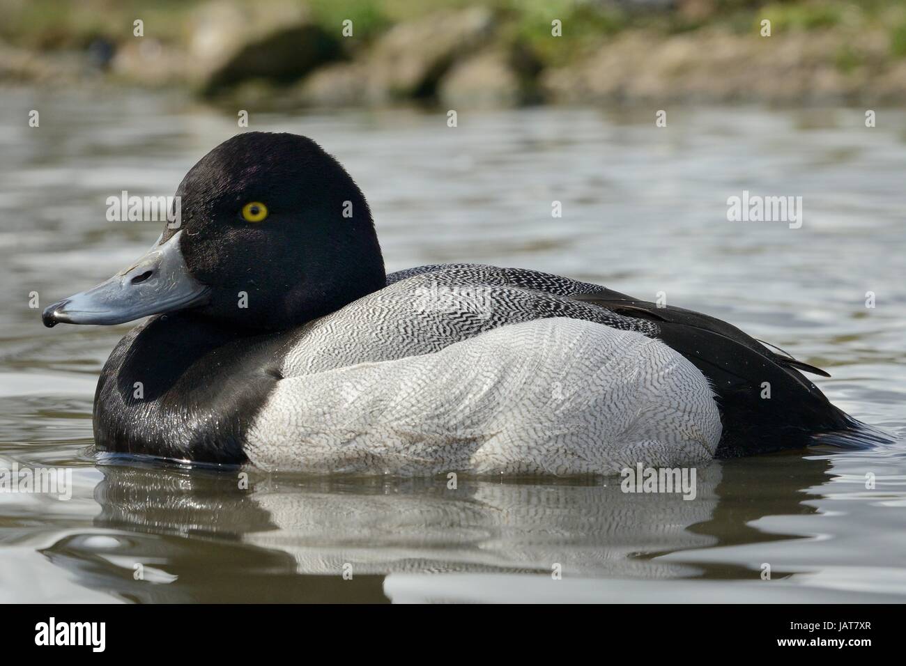 Drake Scaup