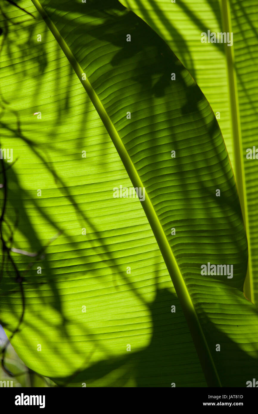 Green palm leaf in natural backlight close up with texture and shadows ...
