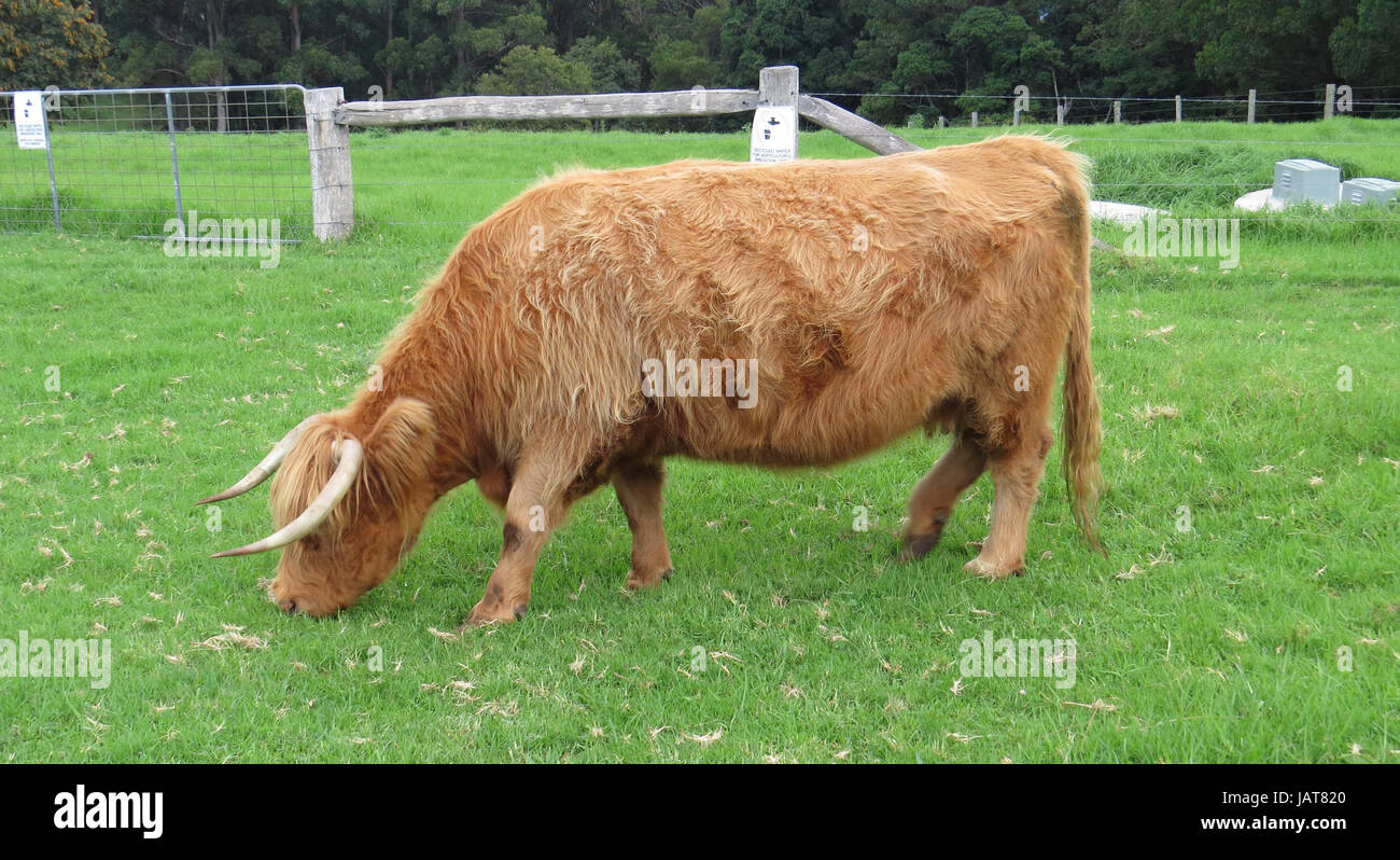 Highland cattle scottish cattle breed hi-res stock photography and ...