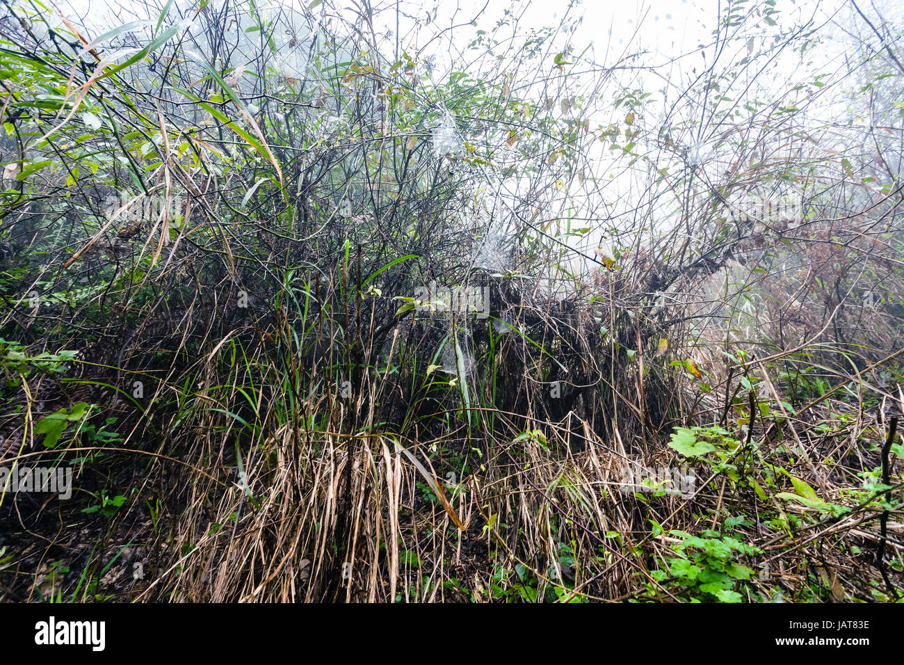travel to China - wet bushes in rainforest in misty spring day in area ...