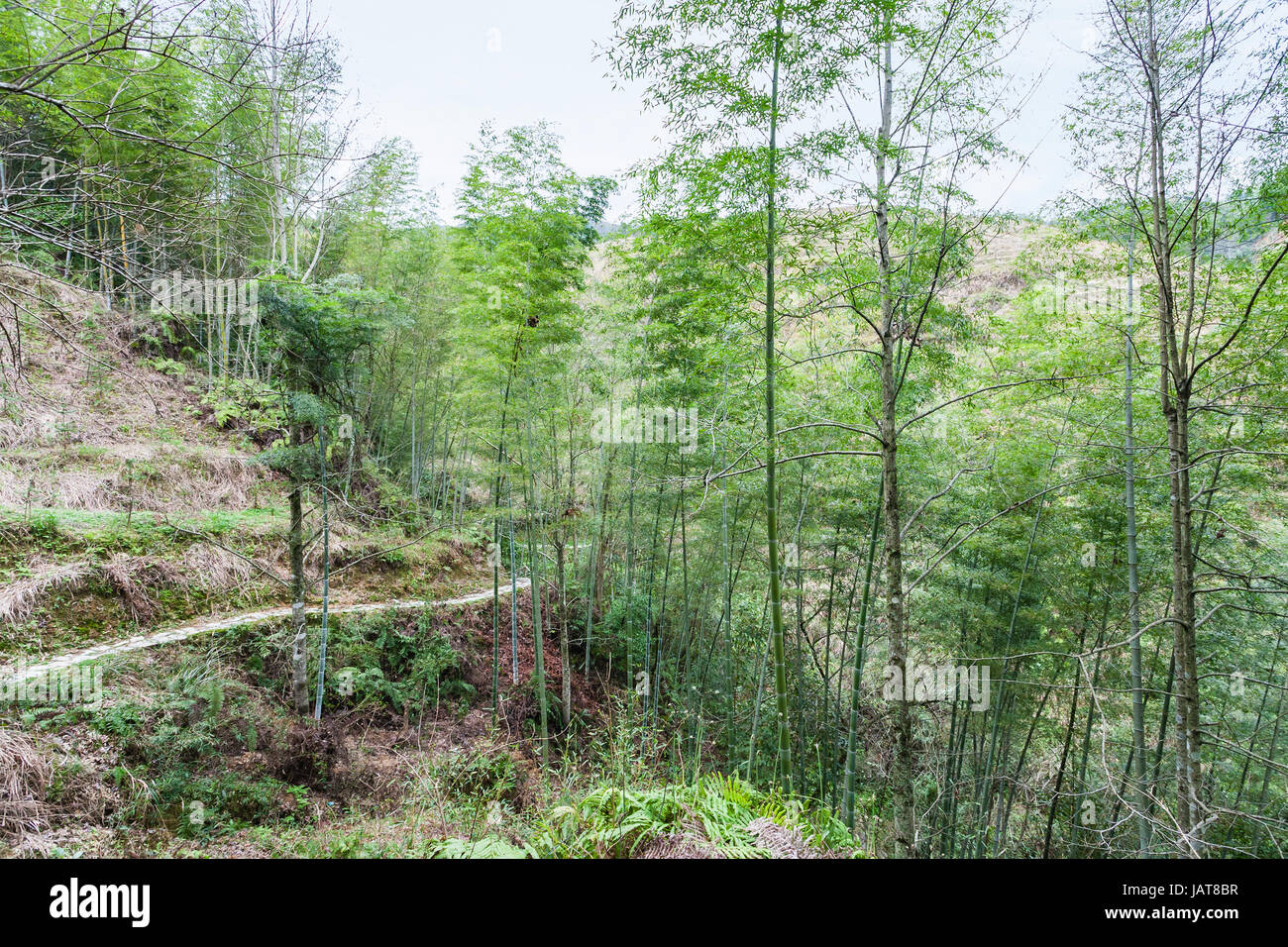 Chinese mountain pathway hi-res stock photography and images - Alamy