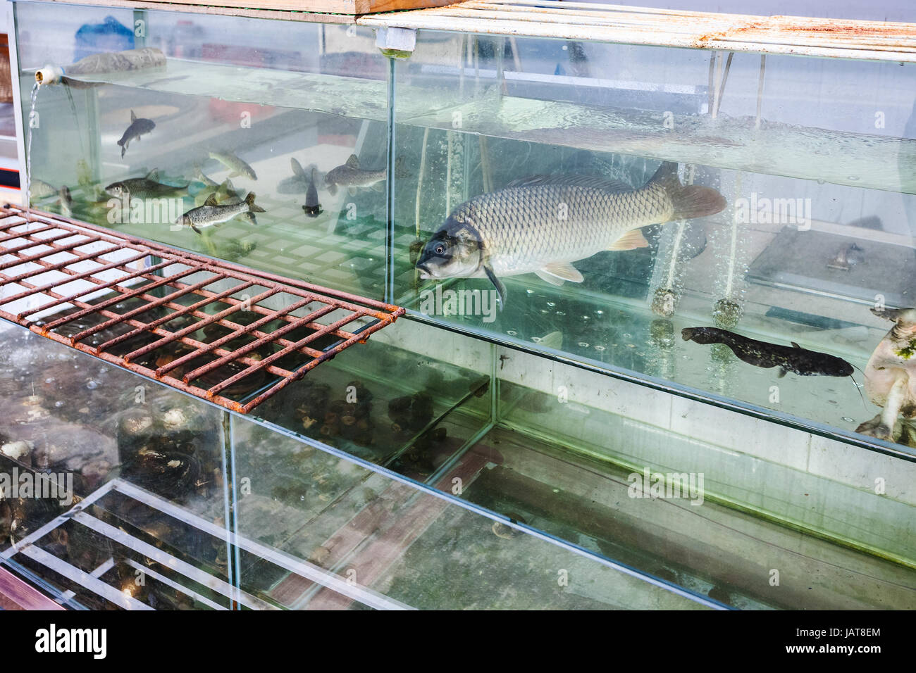 travel to China - aquarium with live fishes in front of cafe in Jiangdi ...